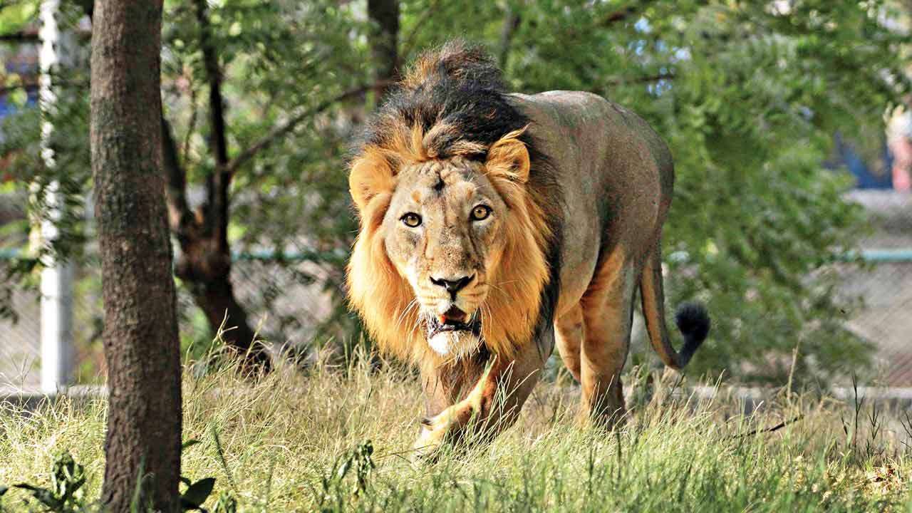 16th Lion Population Estimation Report - UPSC Notes