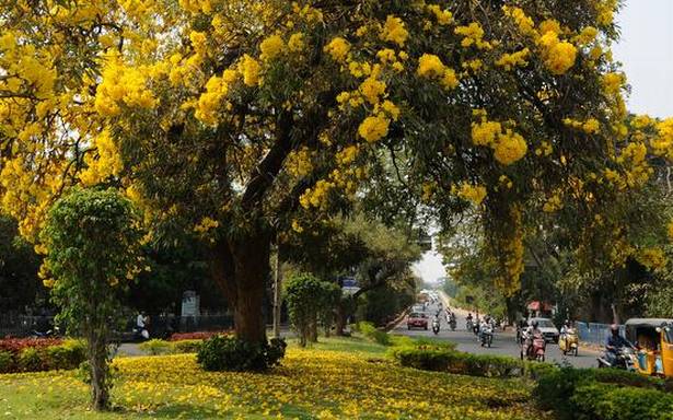 Green Contest : Tree Cities of the World - UPSC Notes