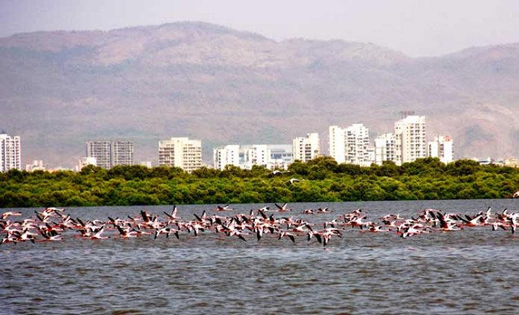 Eco Sensitive Zone Around The Thane Creek Flamingo Sanctuary ...