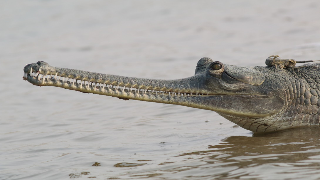 Gharials In Mahanadi River Basin – CrackitToday Affairs