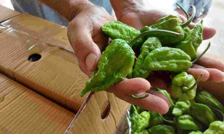 Raja Mircha – Nagaland – CrackitToday Affairs