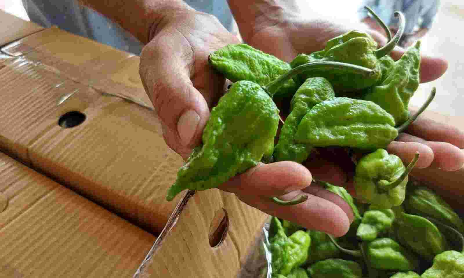 Raja Mircha – Nagaland – CrackitToday Affairs