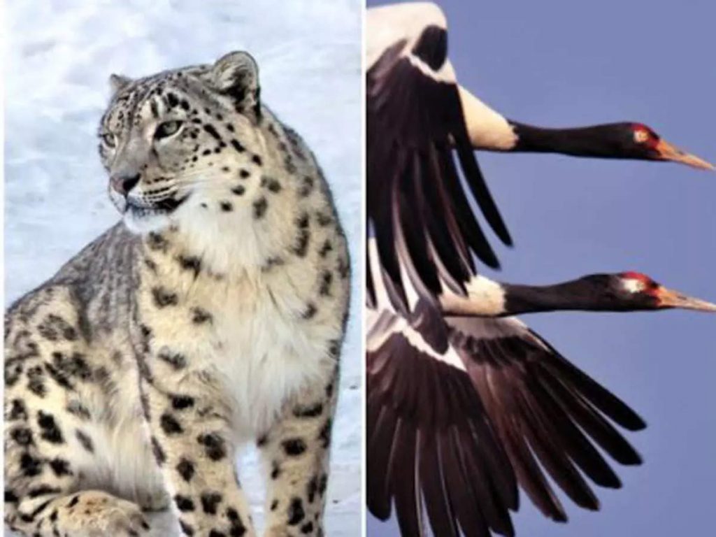 State Animal And Bird of Ladakh - UPSC Notes