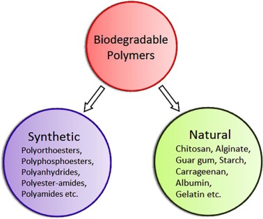 Guar Gum: Biodegradable Polymer – CrackitToday Affairs