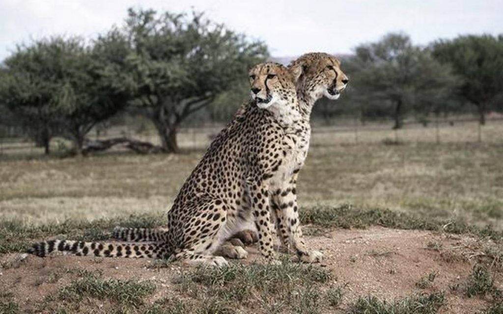 Cheetah Reintroduction Project: Key Points – CrackitToday Affairs Cheetah Reintroduction Project: Key Points – CrackitToday Affairs