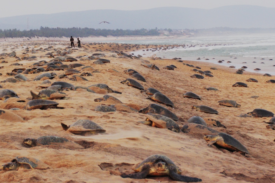 Olive Ridley Turtles : Updates – CrackitToday Affairs