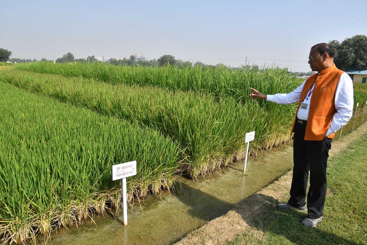 Two New Dwarf Varieties Of Kalanamak Rice – CrackitToday Affairs