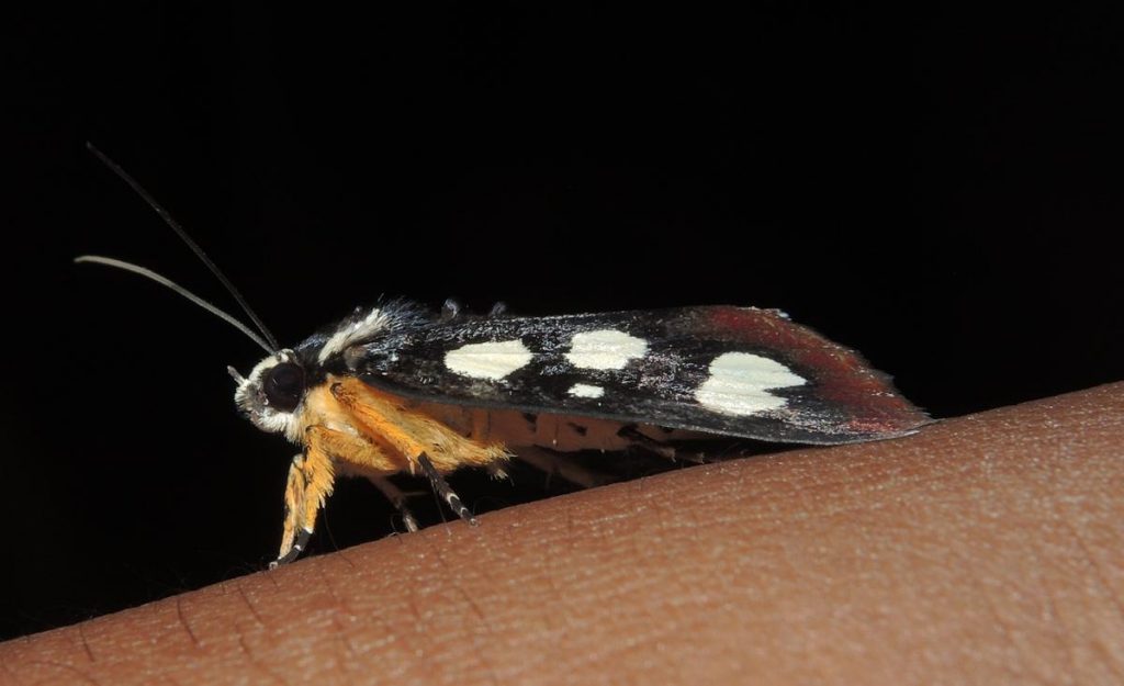 Kalakkad Mundanthurai Tiger Reserve : Rare Moth Species Spotted ...