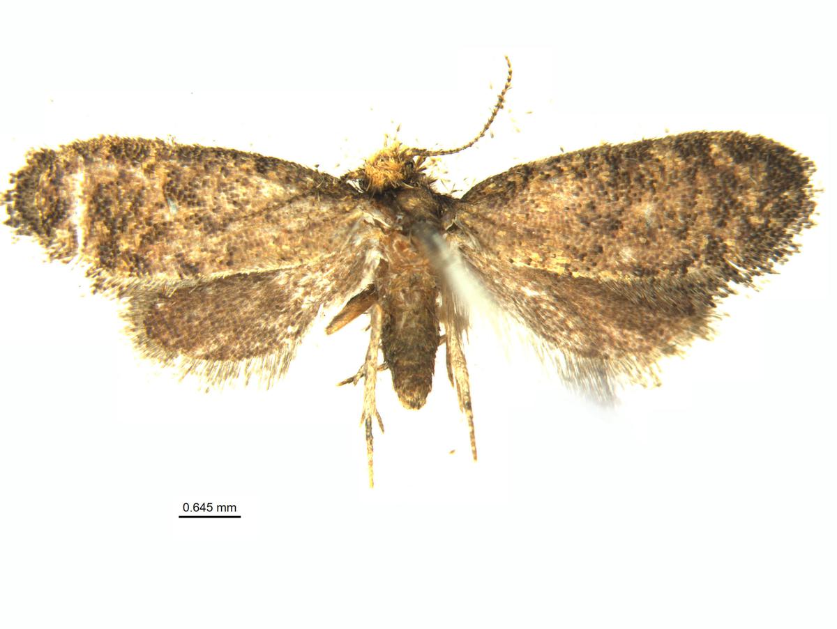 Capulopsyche keralensis: Bagworm Moth Species – CrackitToday Affairs