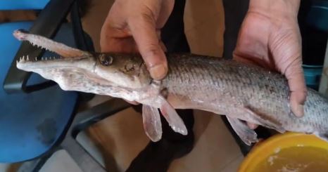 Allegator Gar : A Rare Type Of Fish - UPSC Notes
