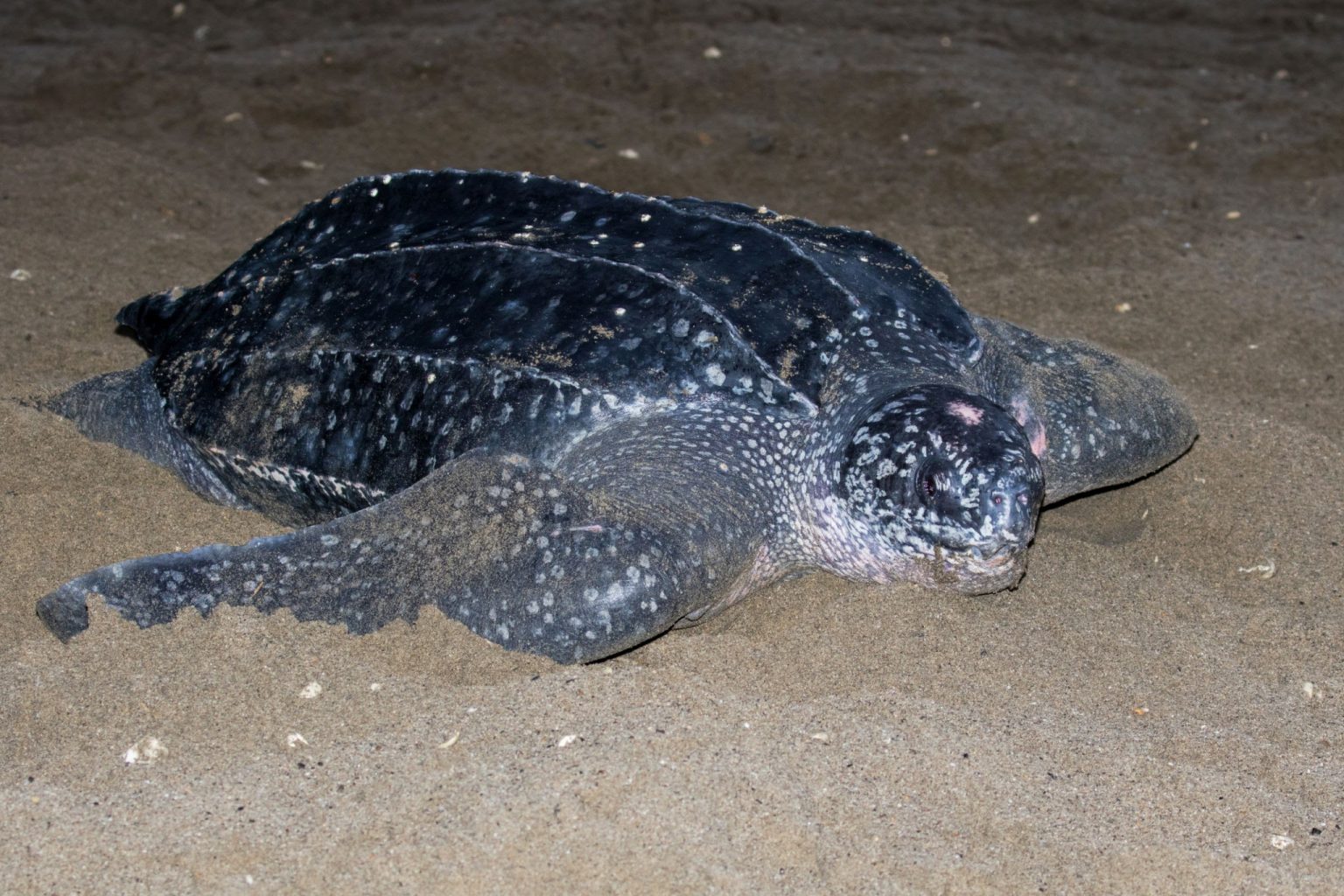 Leatherback Sea Turtle : Seen In Visakhapatnam – CrackitToday Affairs