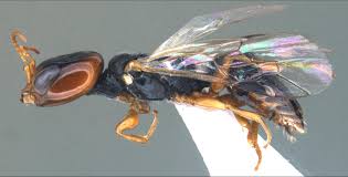 Arpactophilus pulawskii : New Species Of aphid wasp - UPSC Notes